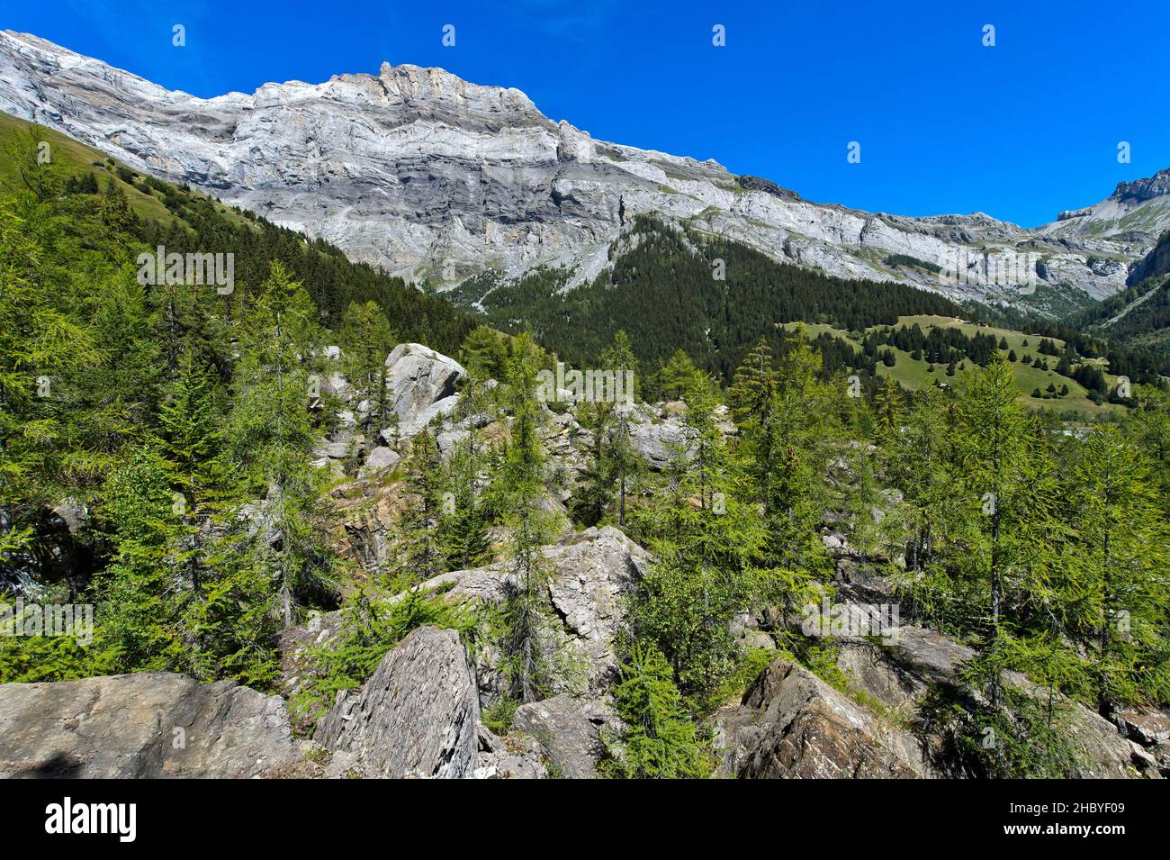 In the Derborence landslide area, Les Diablerets massif, Conthey ...