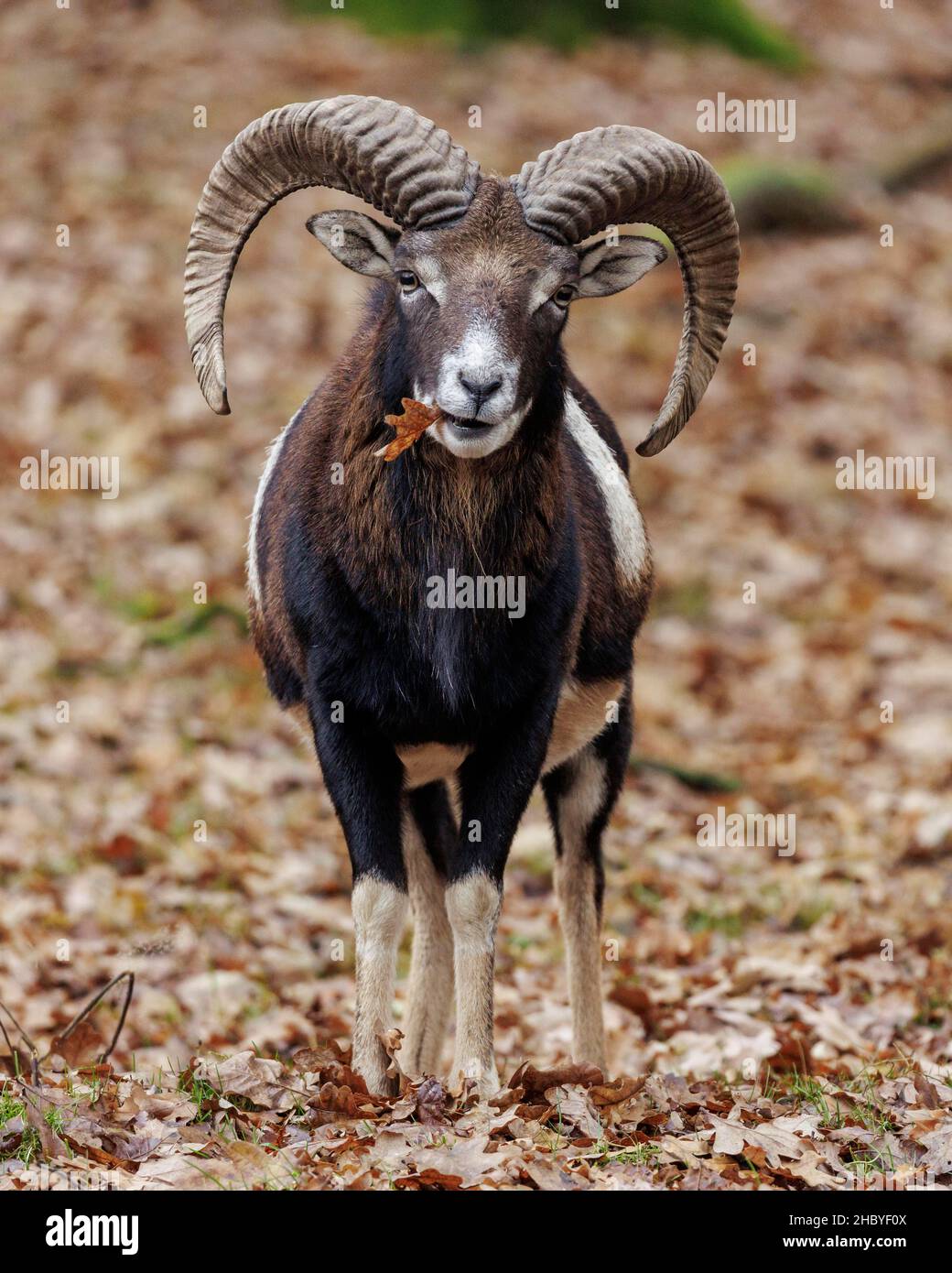 Mammal sheep mouflon hi-res stock photography and images - Alamy
