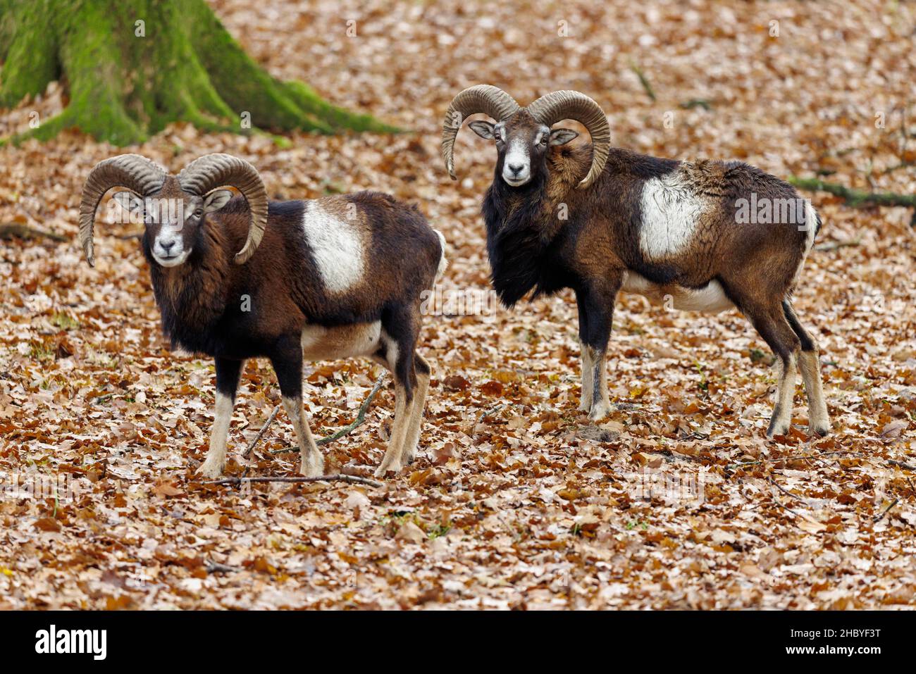 Europe mouflon wild hi-res stock photography and images - Alamy