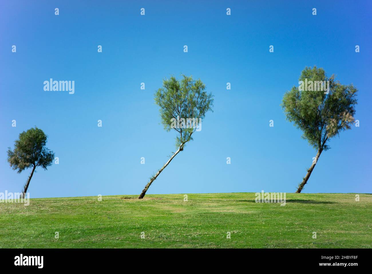 Bended trees by the wind on a green hill with a nice blue sky ...