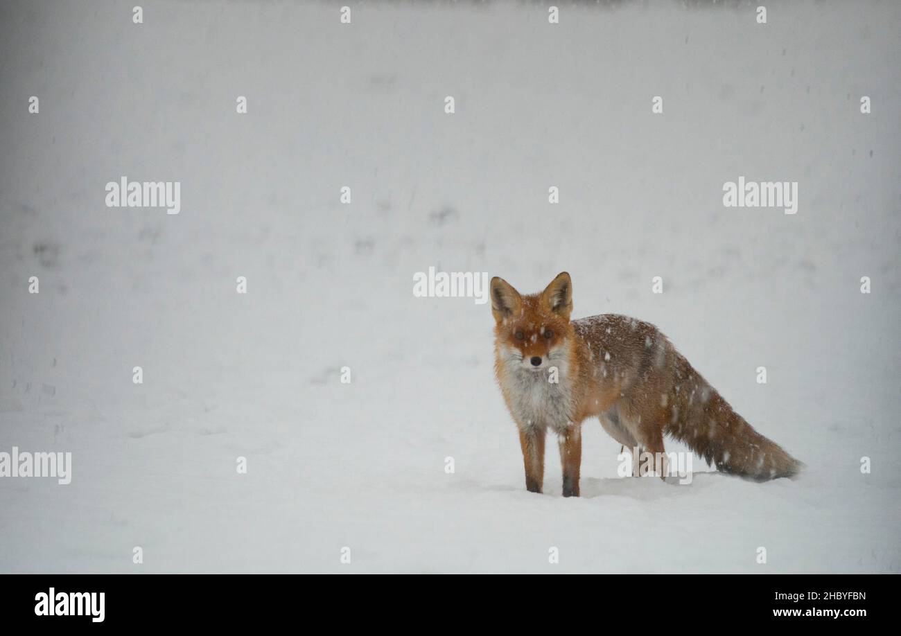 Red fox (Vulpes vulpes), snowfall, Danube floodplains, Lower Austria ...