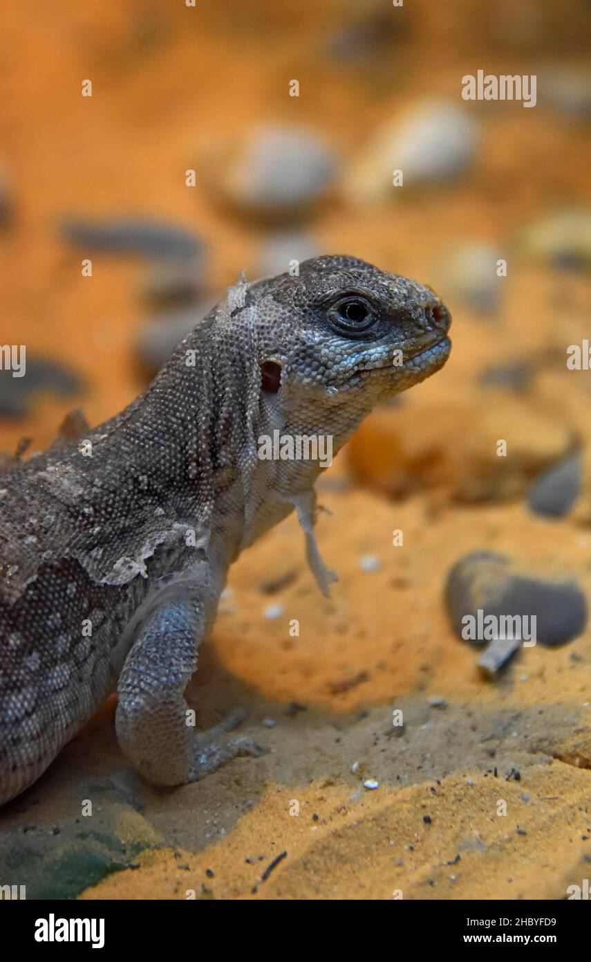 Dipsosaurus dorsalis hi-res stock photography and images - Alamy