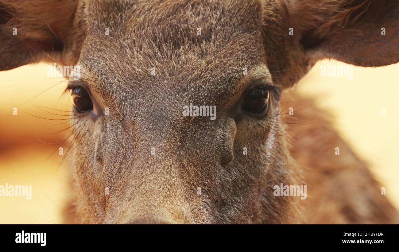Female sambar deer in hi-res stock photography and images - Alamy