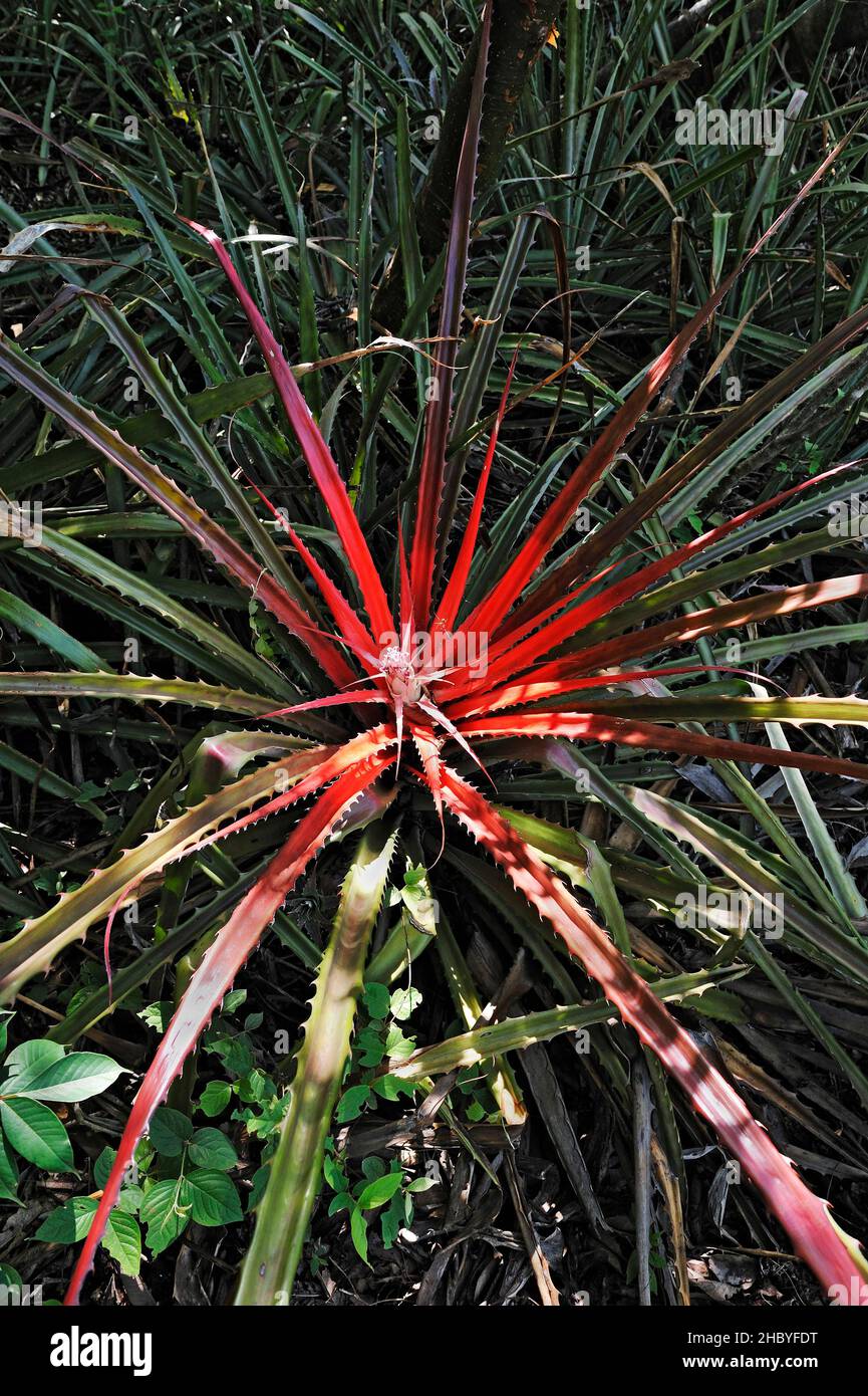Bromeliad (Bromeliaceae), also called pineapple plant, Rincon de la ...