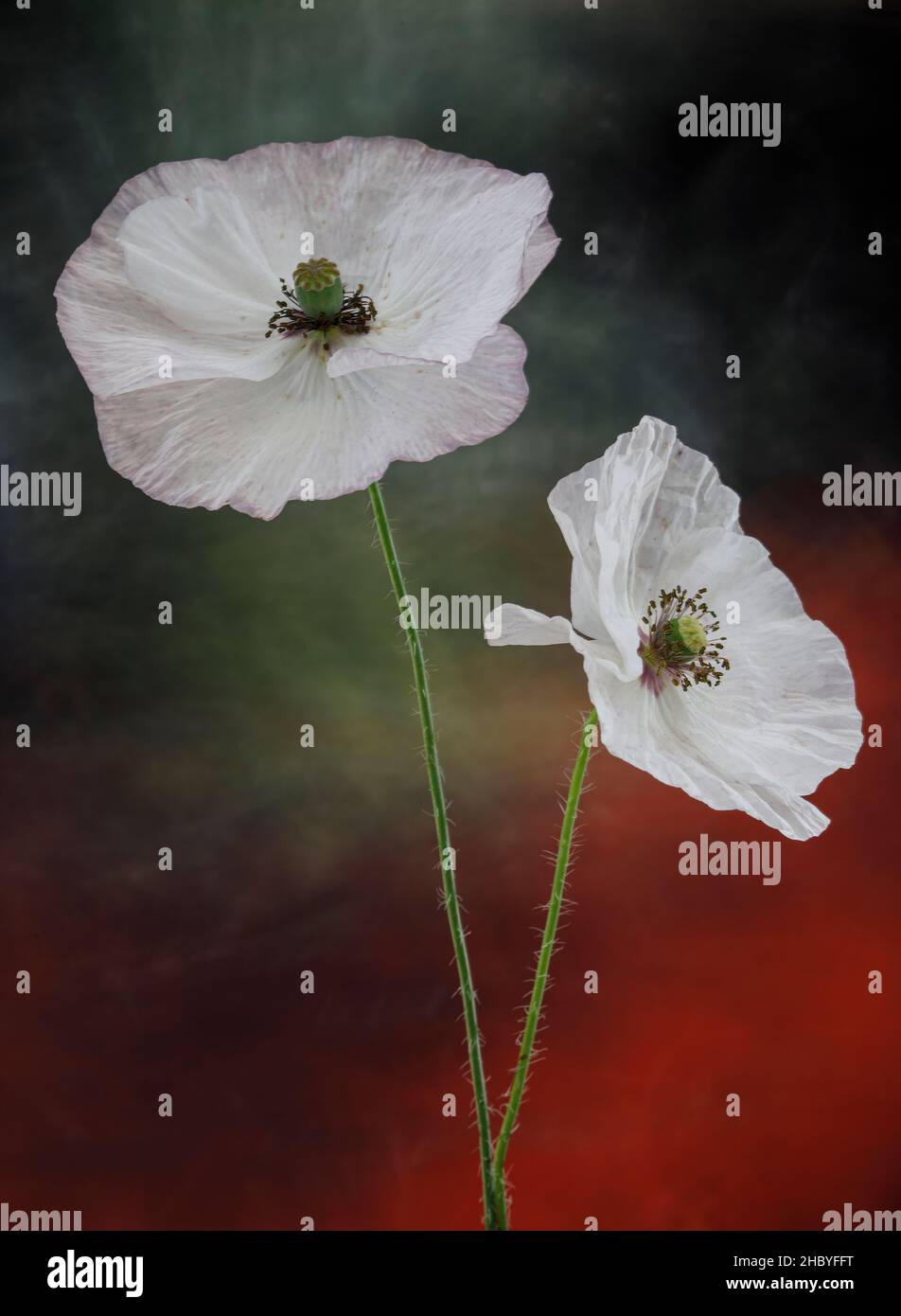 White poppies hi-res stock photography and images - Alamy