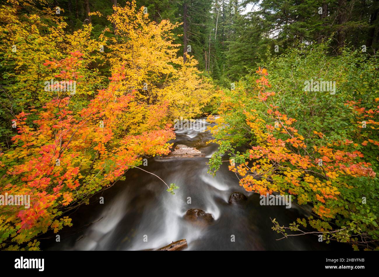 Trees with colourful autumn colours, red orange leaves, autumn ...