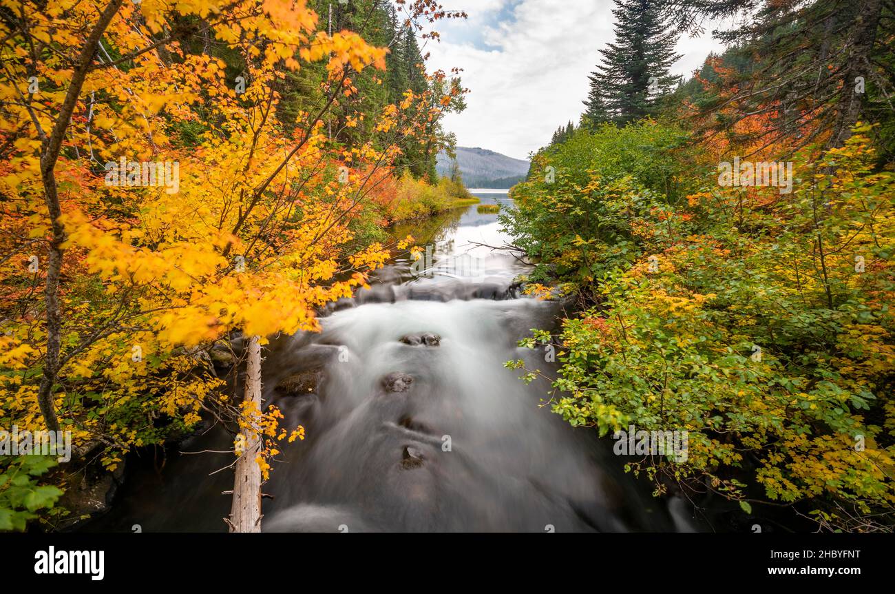 Trees with colourful autumn colours, red orange leaves, autumn ...
