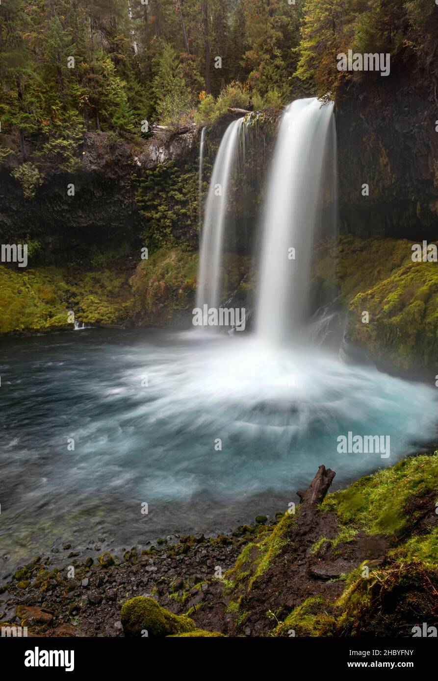 Waterfall in dense vegetation, Koosah Falls, Oregon, USA Stock Photo ...