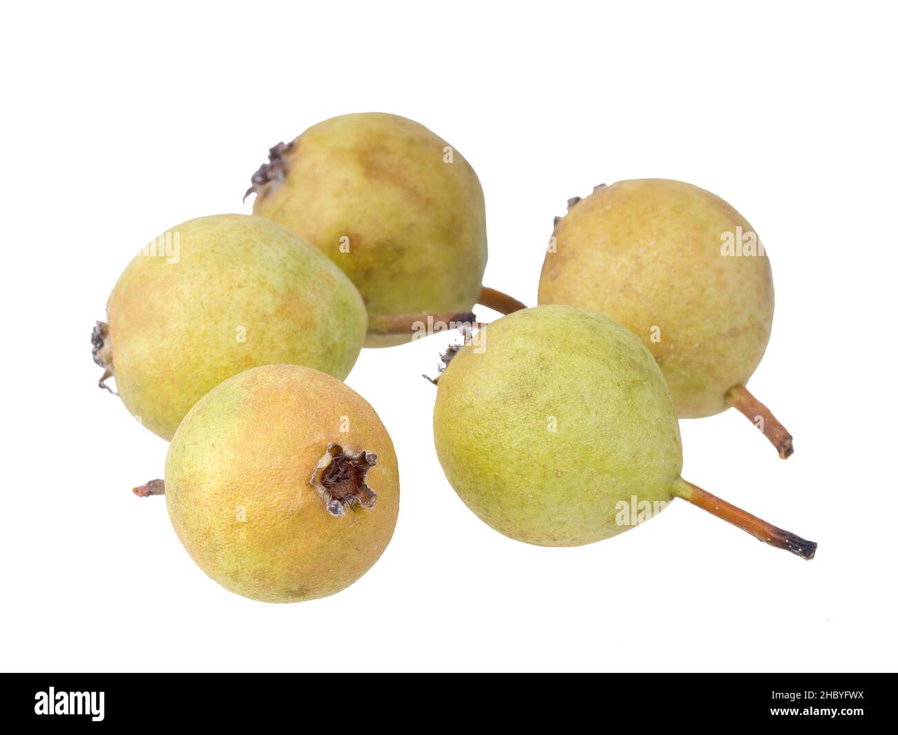 Cider plant hi-res stock photography and images - Alamy