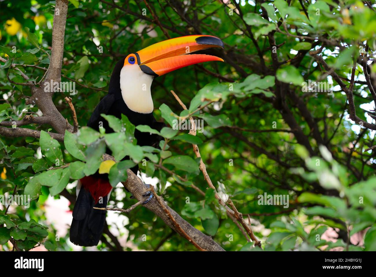 Toco toucan (Ramphastos toco) sitting in the dense foliage of a tree ...