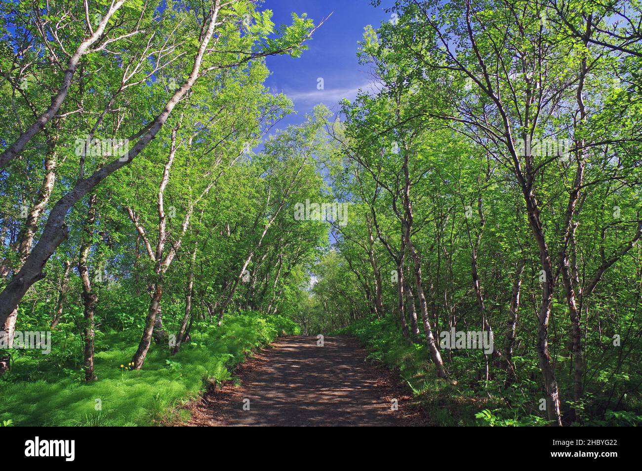 Natural forest in spring, birch trees, small path, Hoefdi, Myvatn ...