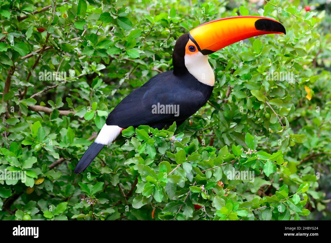 Toco toucan (Ramphastos toco) sitting in the dense foliage of a tree ...