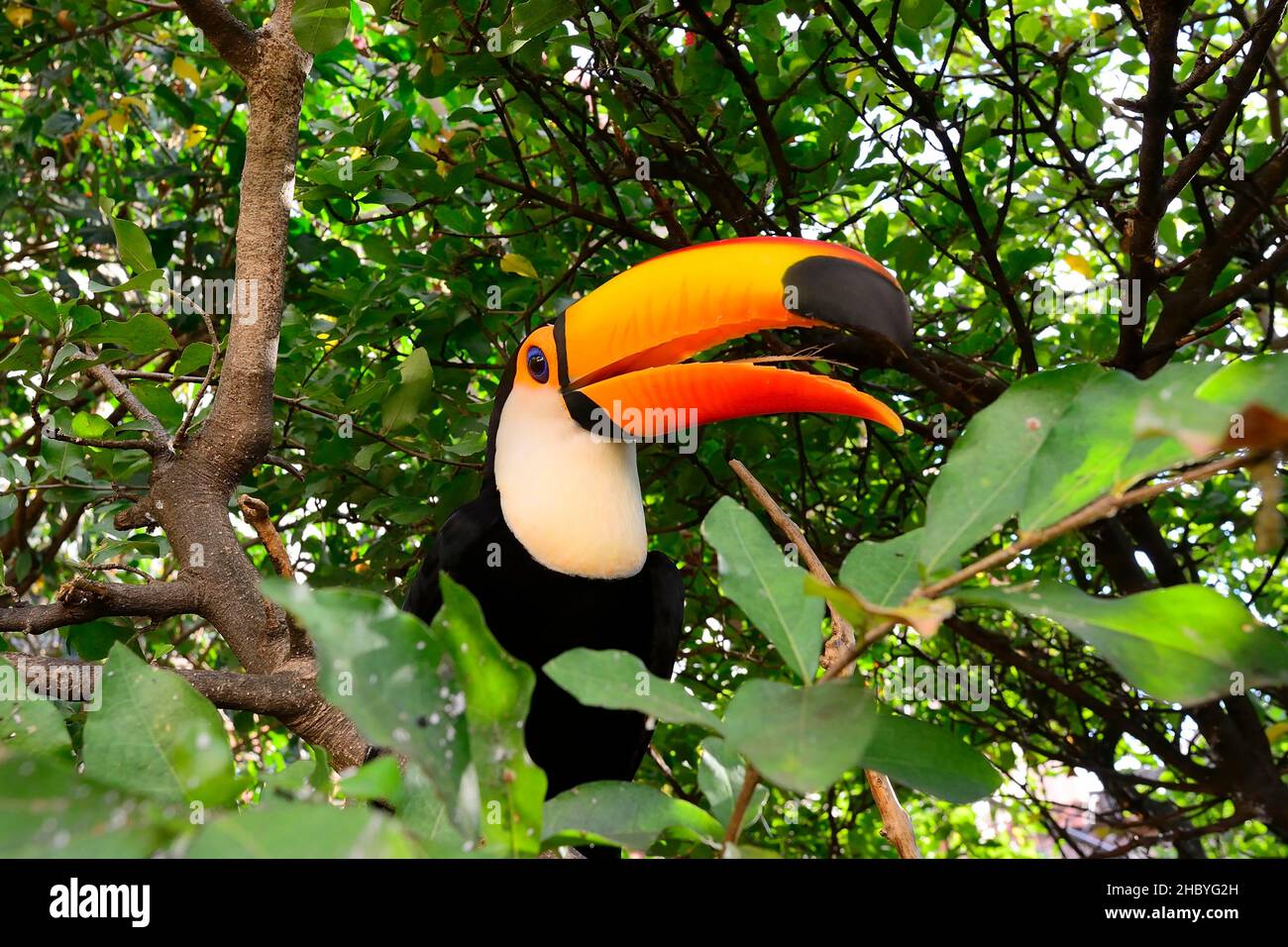 Toco toucan (Ramphastos toco) sitting in the dense foliage of a tree ...