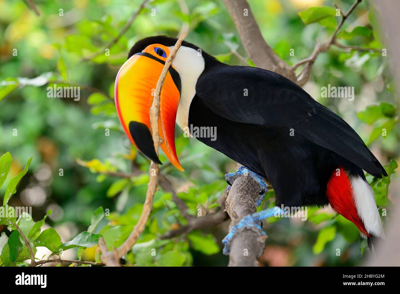 Toco toucan (Ramphastos toco) sitting in the dense foliage of a tree ...