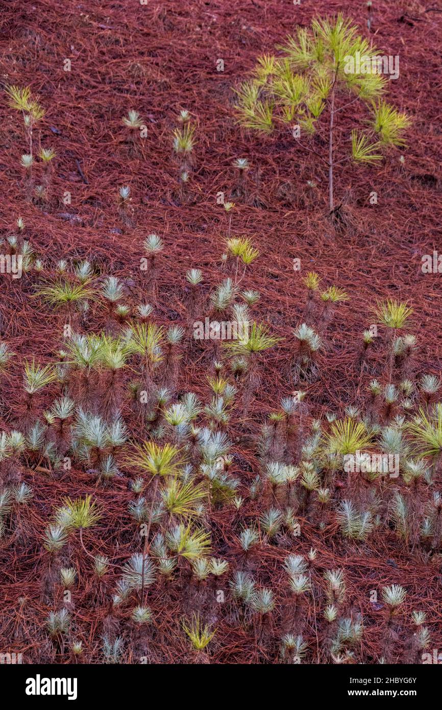 Young canary island pine (Pinus canariensis) on the forest floor, El ...
