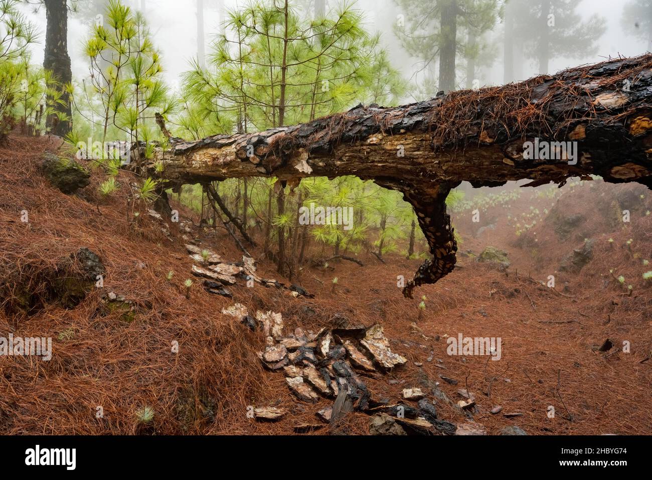 Fallen canary island pine (Pinus canariensis) in cloud forest, El ...
