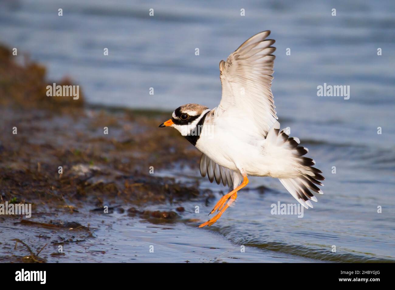 Little ringed plover (Charadrius dubius) in flight, Texel Island ...