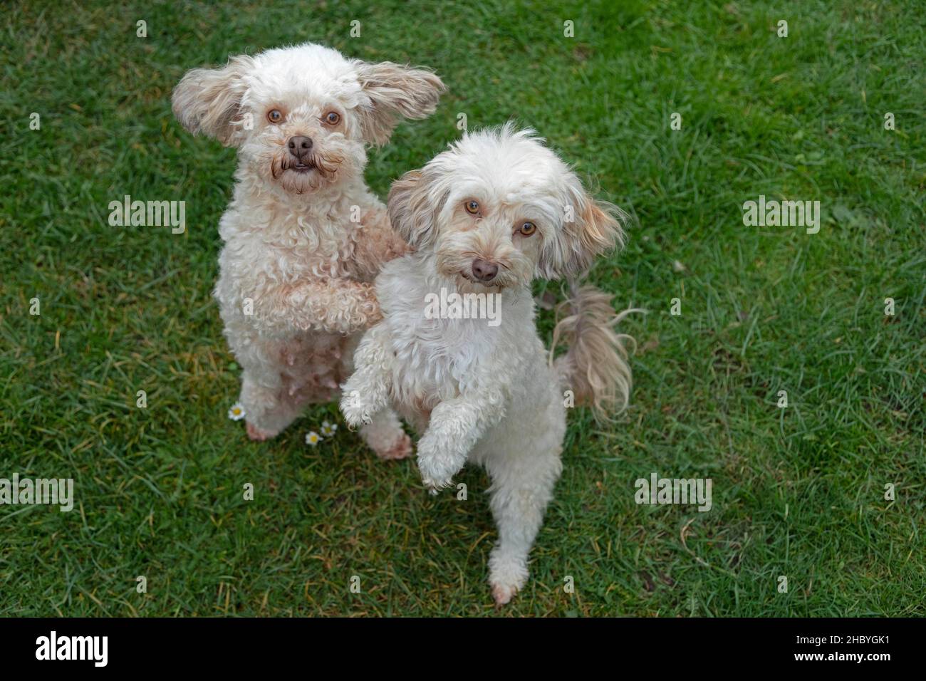 Two Bolonka Zwetna dogs sit up and beg, Germany Stock Photo - Alamy