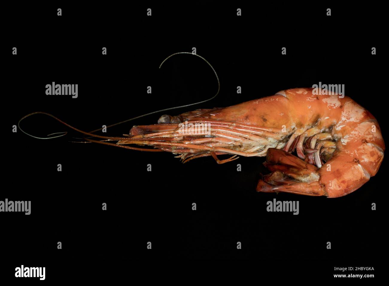 A fried giant tiger prawn (Penaeus monodon), studio photograph with ...