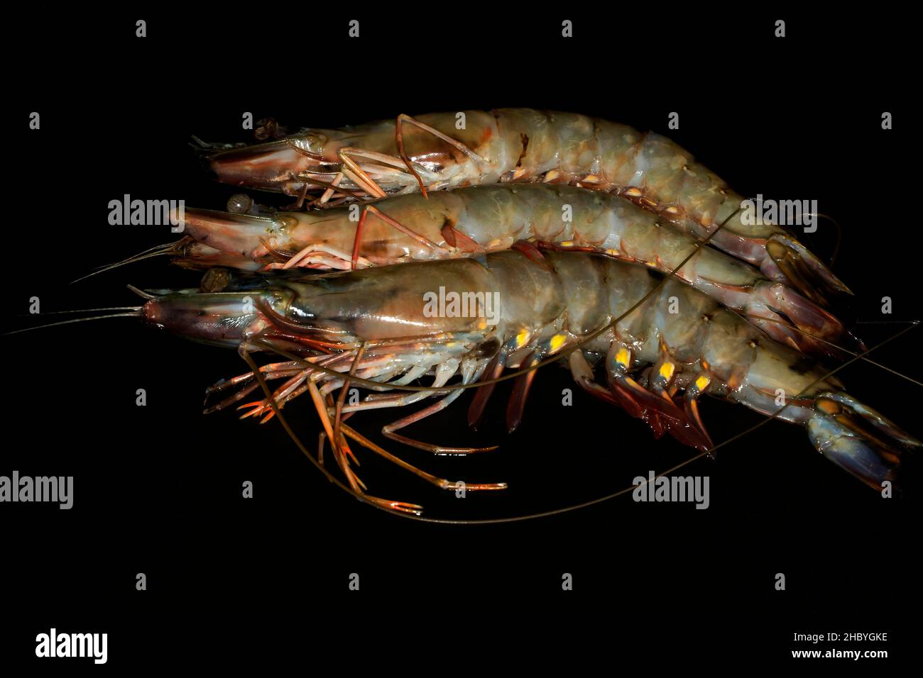 Giant Tiger Prawn In Water