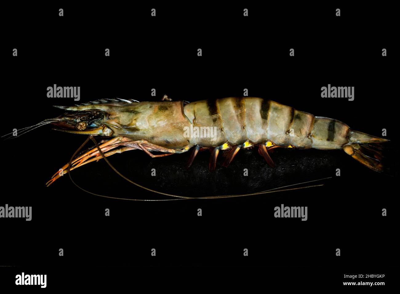 A giant tiger prawn (Penaeus monodon), studio photography with black ...