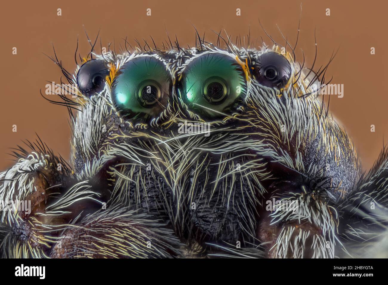 Jumping spider (Salticidae), macro photo, magnification 5:1, Hesse ...