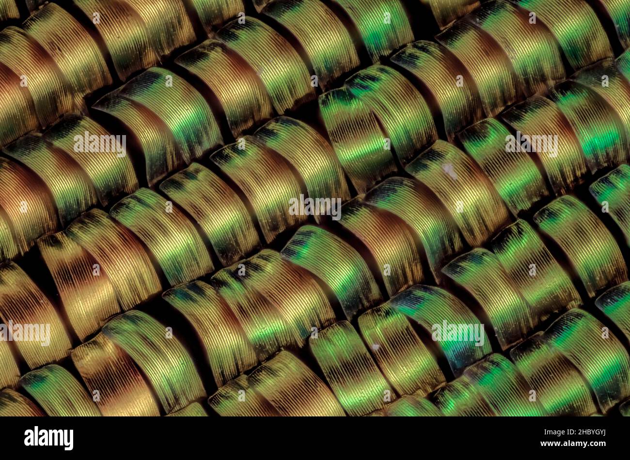 Wing scales of a butterfly, macro image, magnification 10:1, Hesse ...