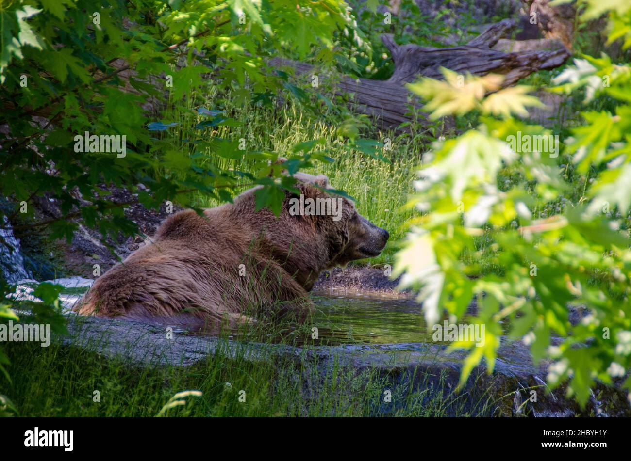 Berlin germany in june hi-res stock photography and images - Alamy