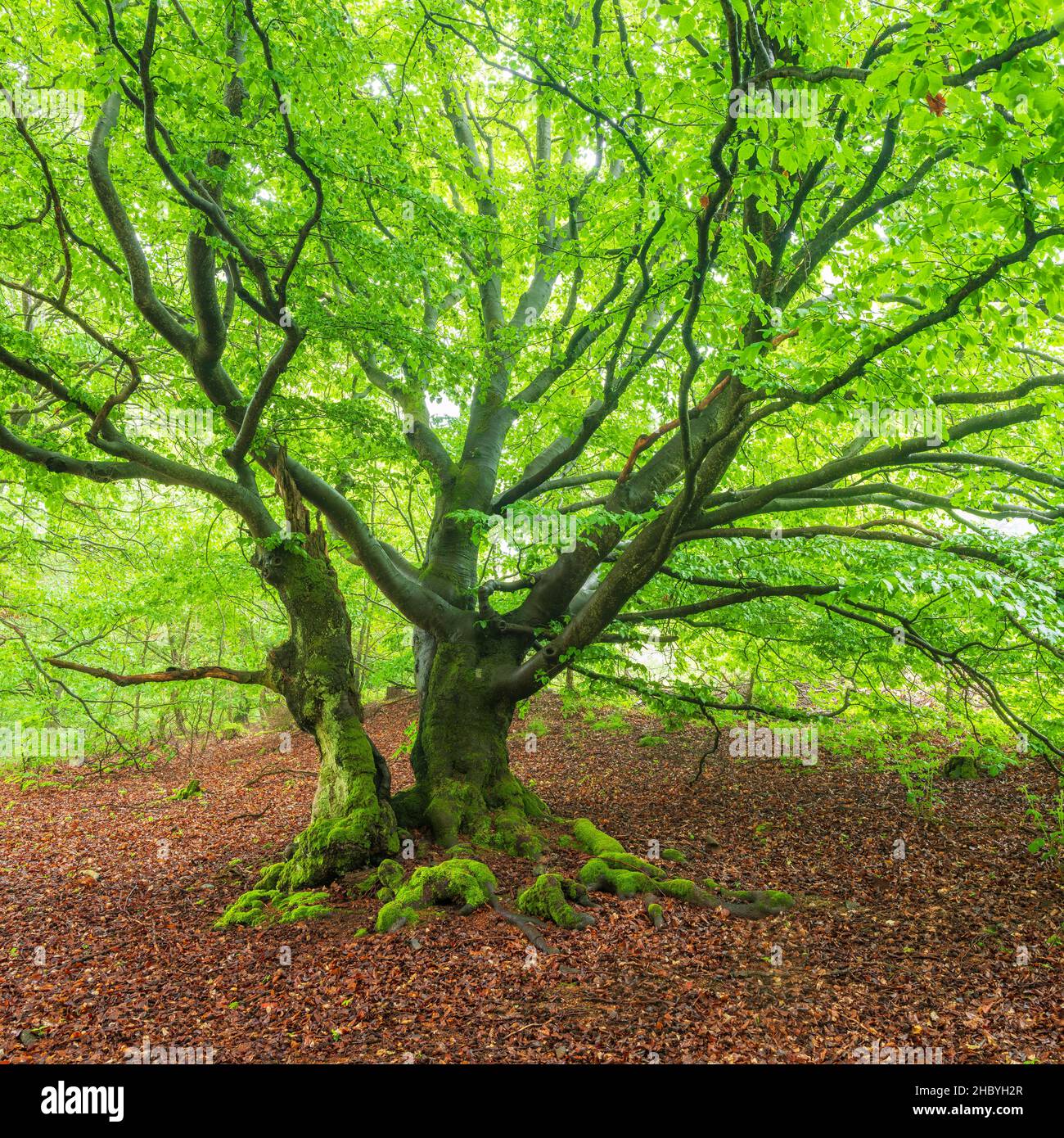 Gnarled wood hi-res stock photography and images - Alamy