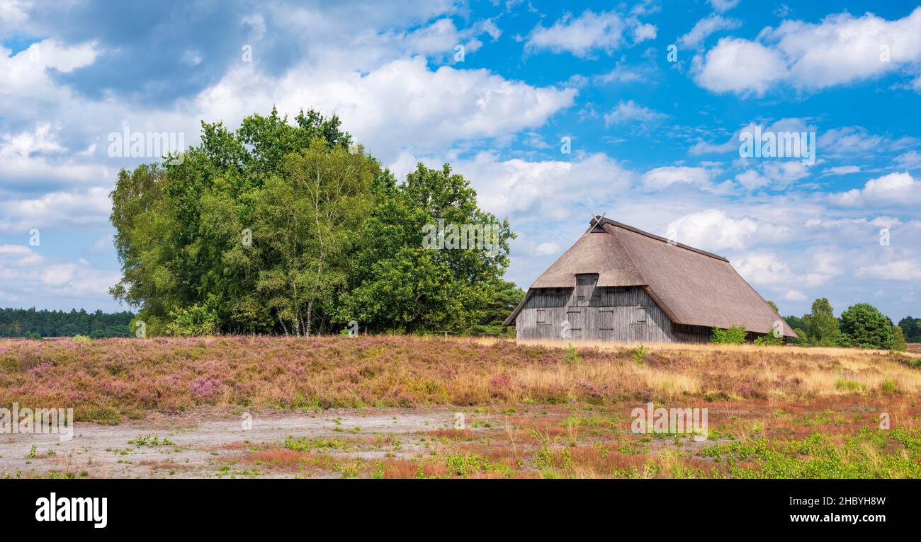 Typical heath landscape with old sheep pen and flowering heather ...