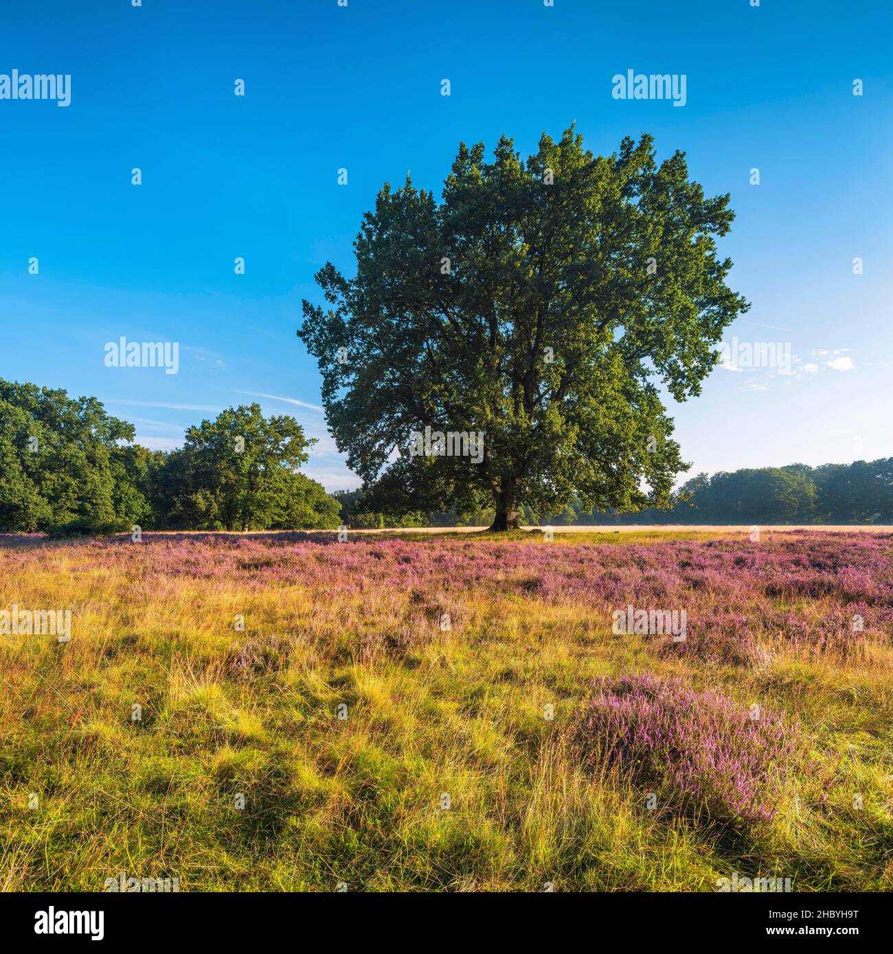 Typical heath landscape with solitary oak and flowering heather ...