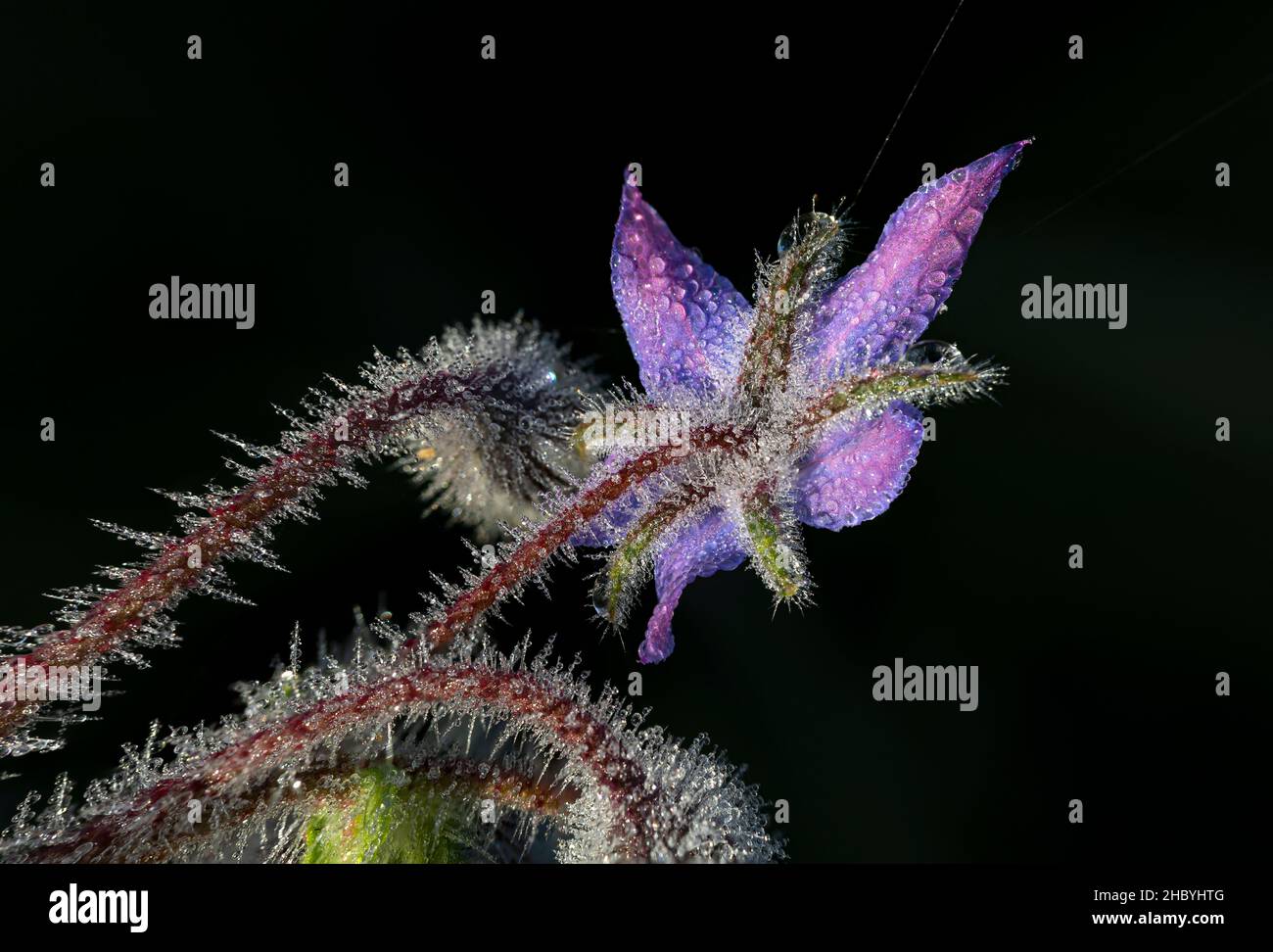Bernagie (borage) flower in the early morning with dew-drops against a ...