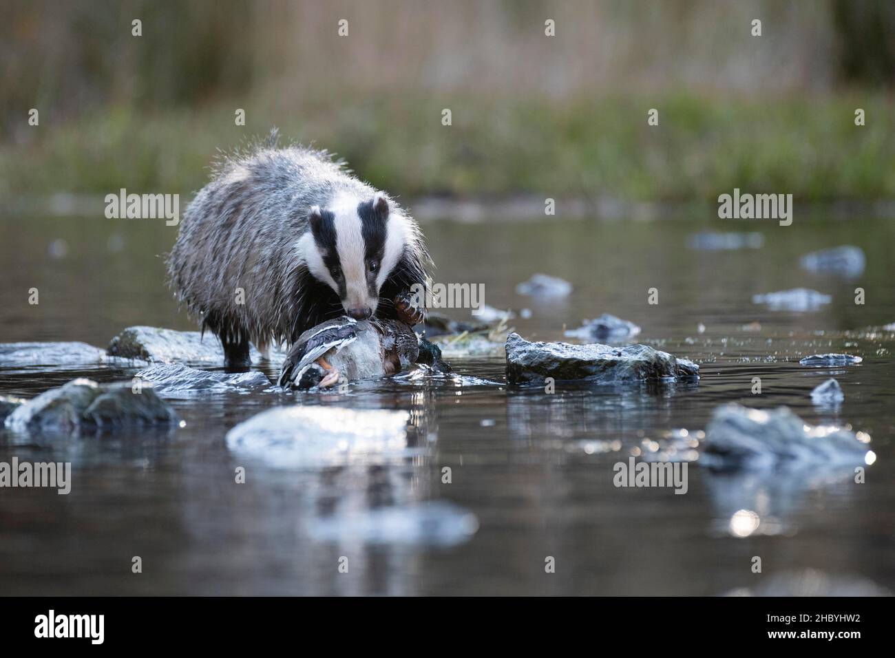 European badger (Meles meles) at the lake with prey (mallards), Czech ...