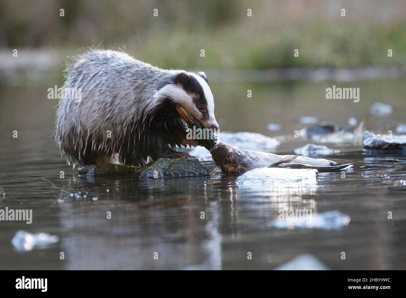 European badger (Meles meles) at the lake with prey (mallards), Czech ...