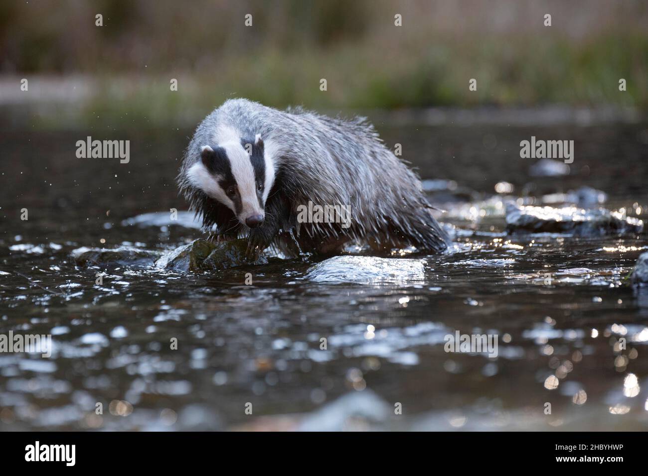 European badger (Meles meles) at the lake with prey (mallards), Czech ...