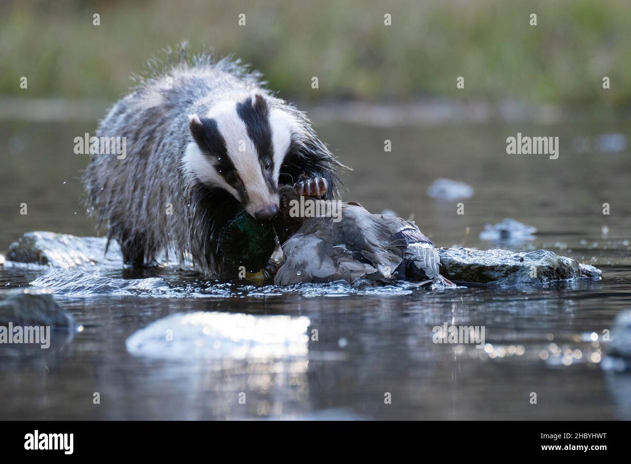 European badger (Meles meles) at the lake with prey (mallards), Czech ...