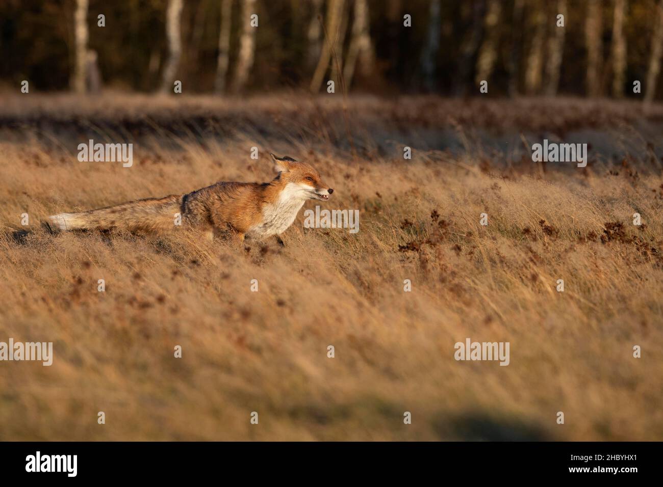 Red fox (Vulpes vulpes) in a fallow meadow, Bitburg, Germany Stock ...
