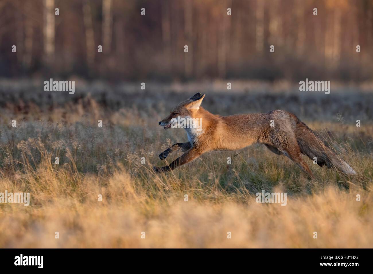 Red fox (Vulpes vulpes) in a fallow meadow, Bitburg, Germany Stock ...