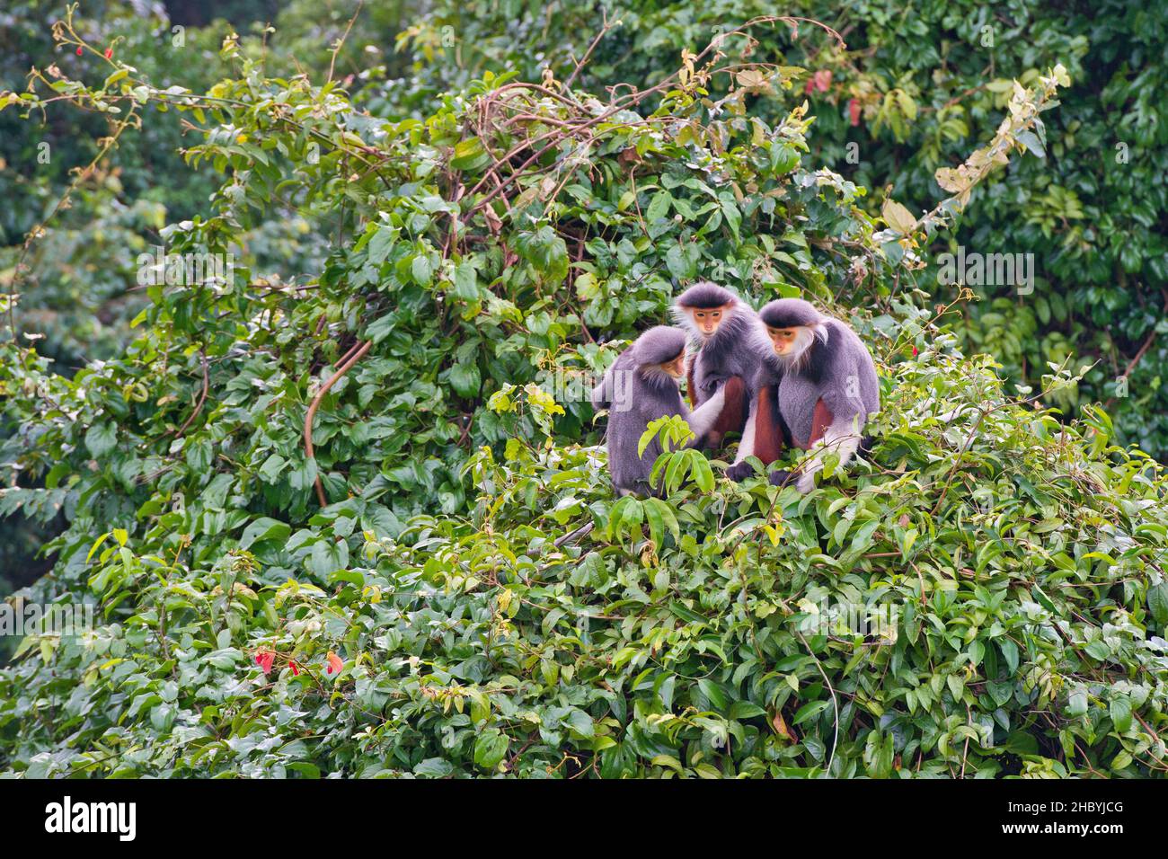 Three red-legged dress monkeys (Pygathrix nemaeus) sitting on a treetop ...