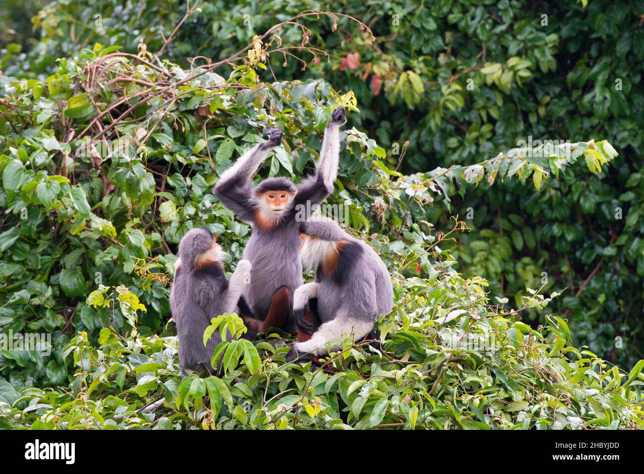 Monkey in vietnam hi-res stock photography and images - Alamy