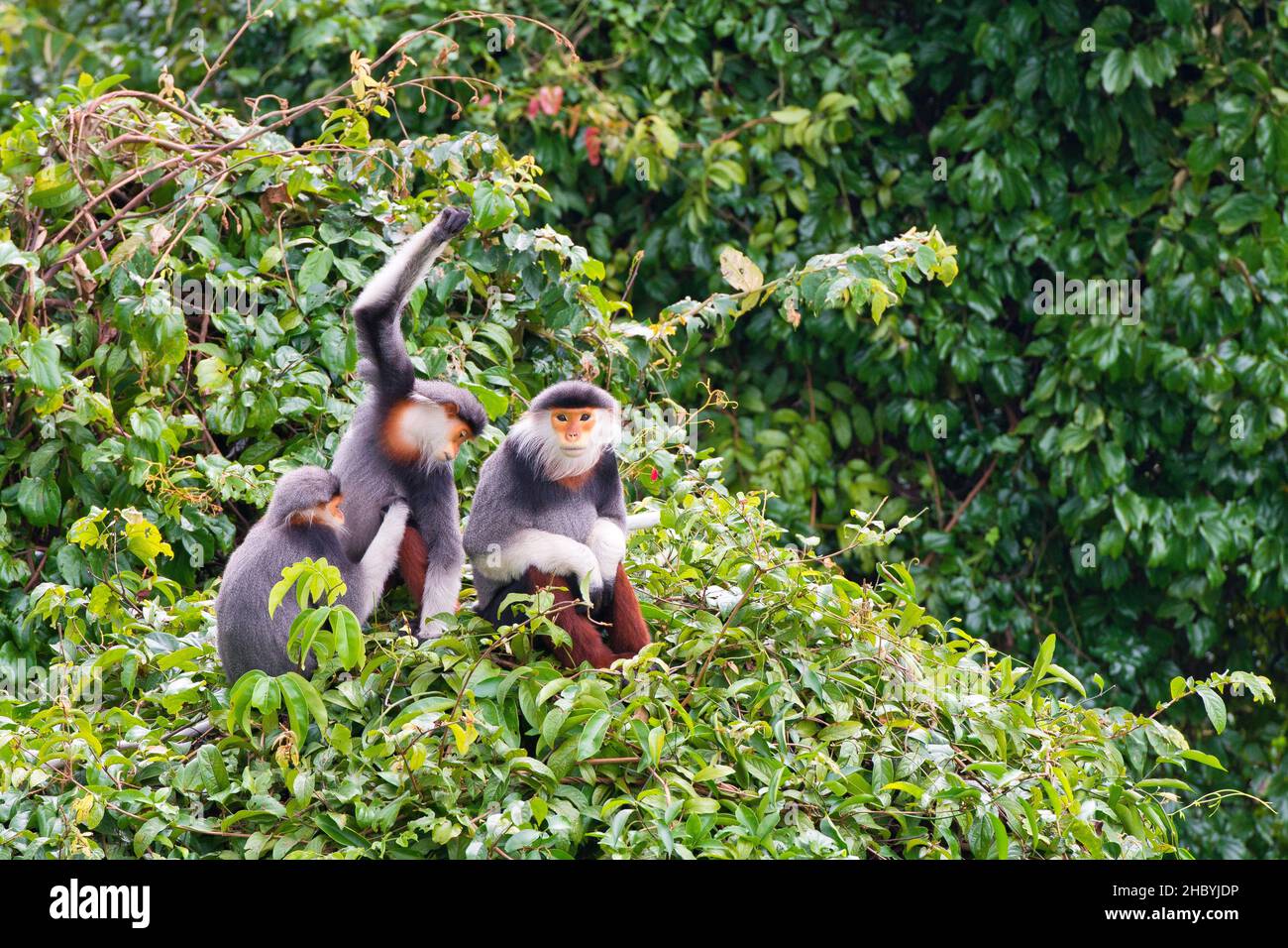 Three red-legged dress monkeys (Pygathrix nemaeus) sitting on a treetop ...