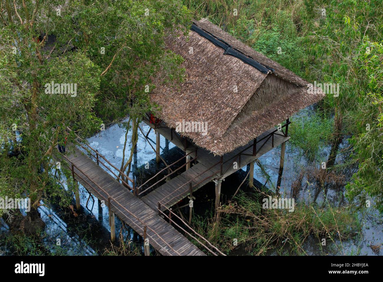 Viewing platform in the mangrove forest, wet forest, Tra Su Bird ...