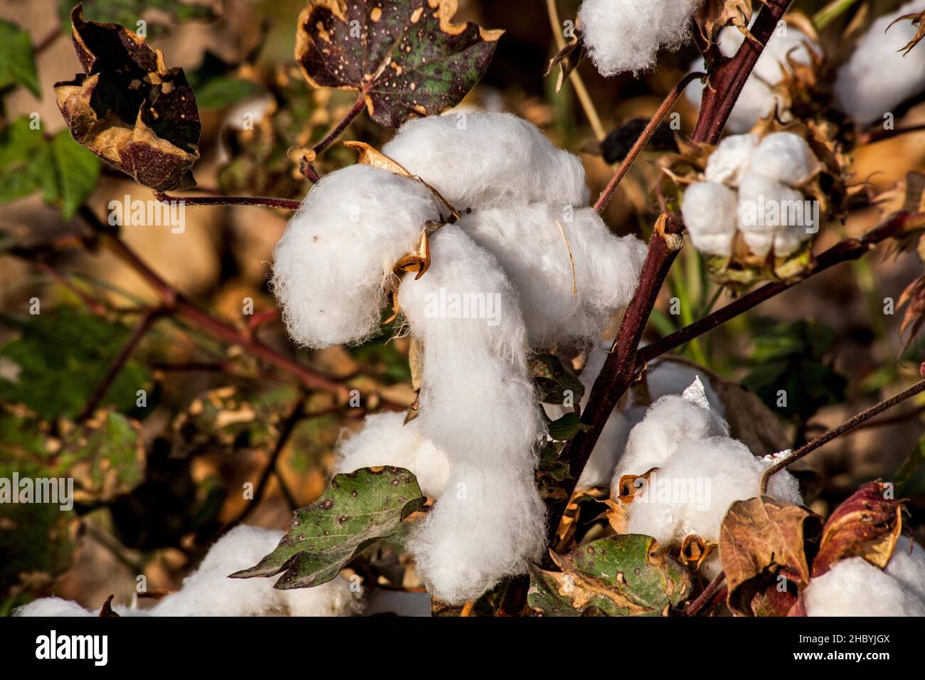 Cotton plants, Uzbekistan, Uzbekistan Stock Photo - Alamy