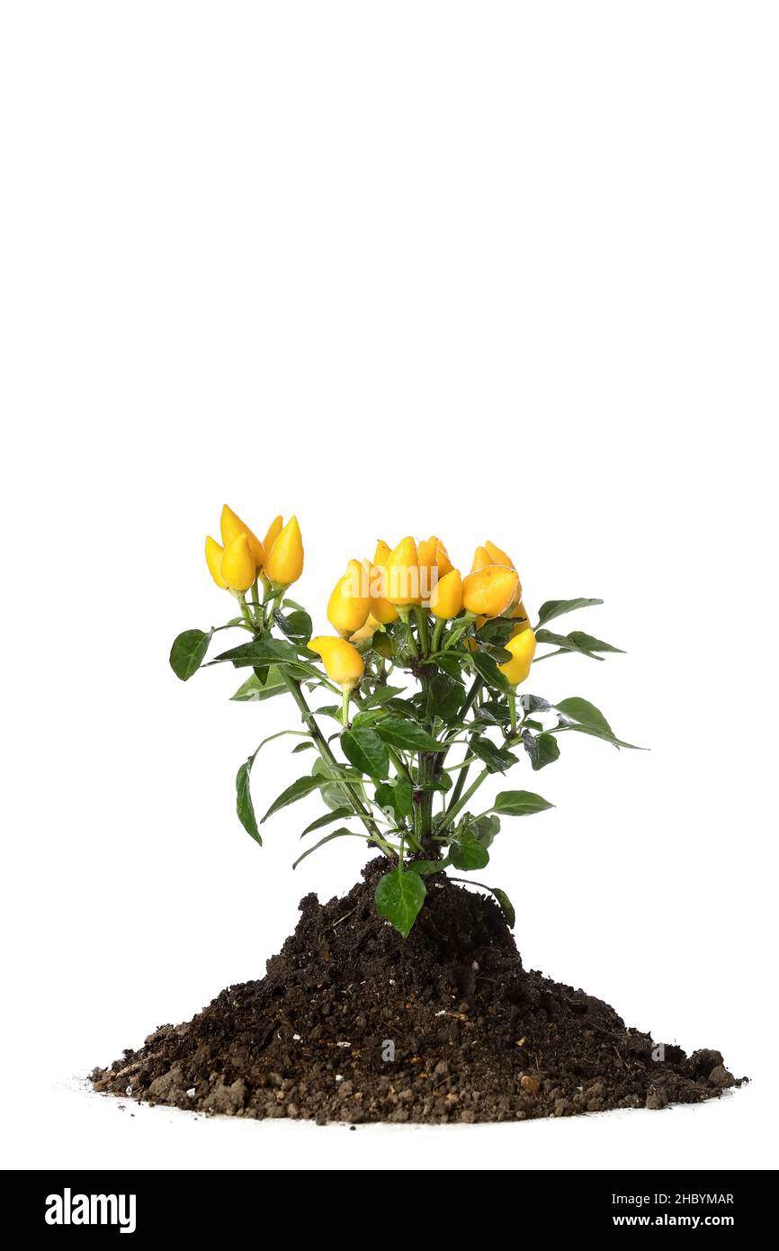 Pepper tree in ground on white background Stock Photo - Alamy