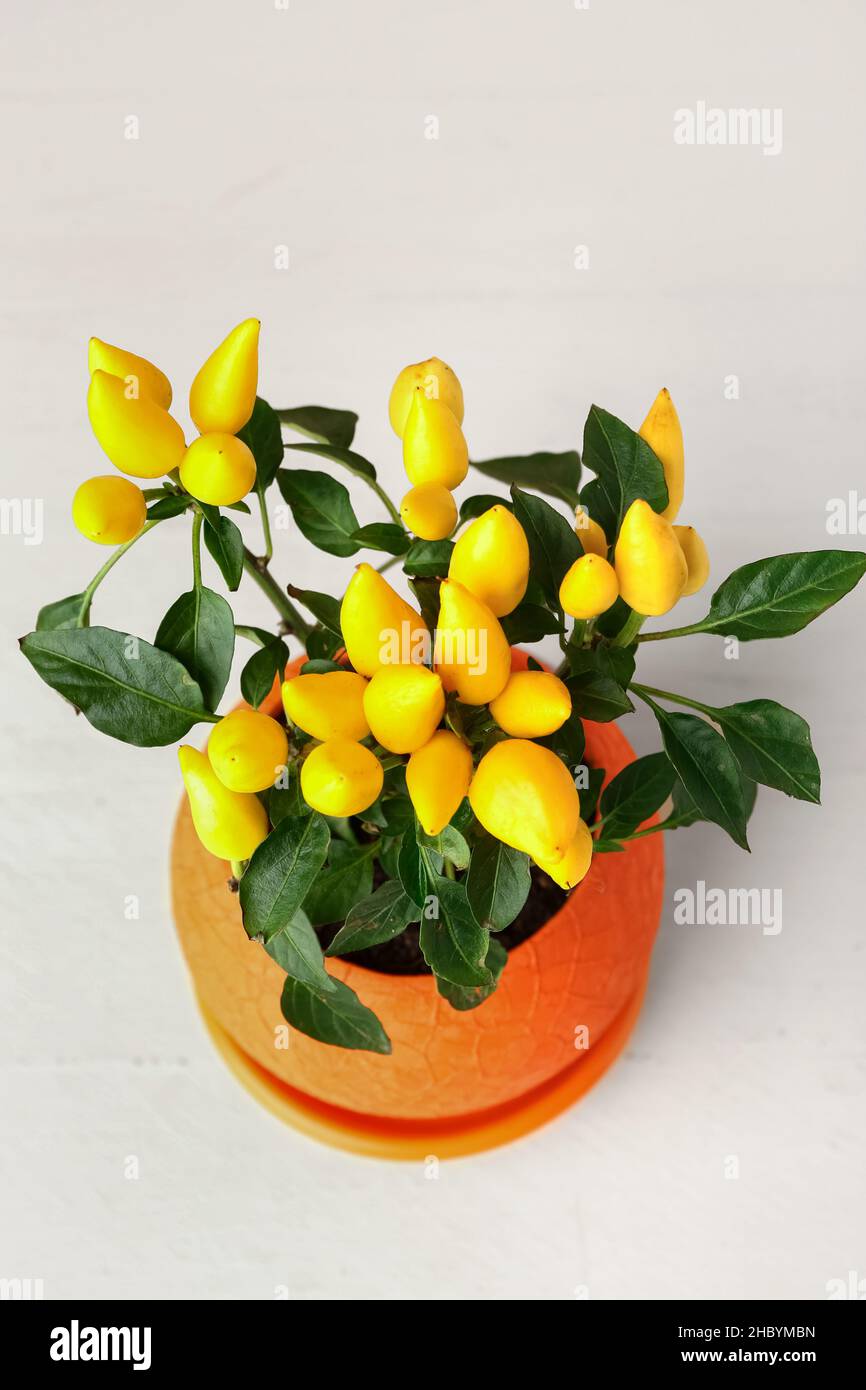 Pepper tree in pot on light background Stock Photo - Alamy