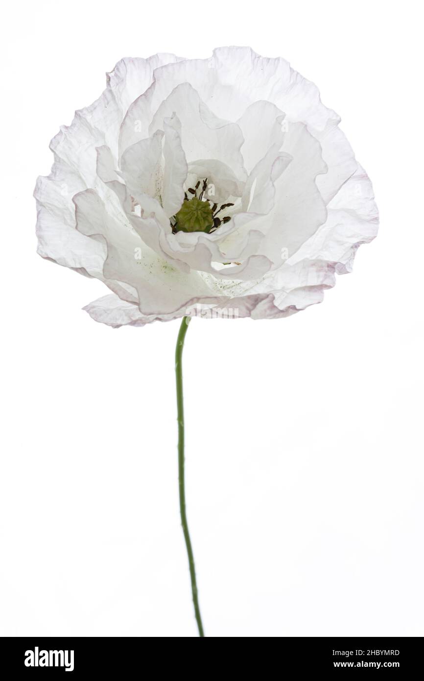 Poppies on wall Cut Out Stock Images & Pictures - Alamy