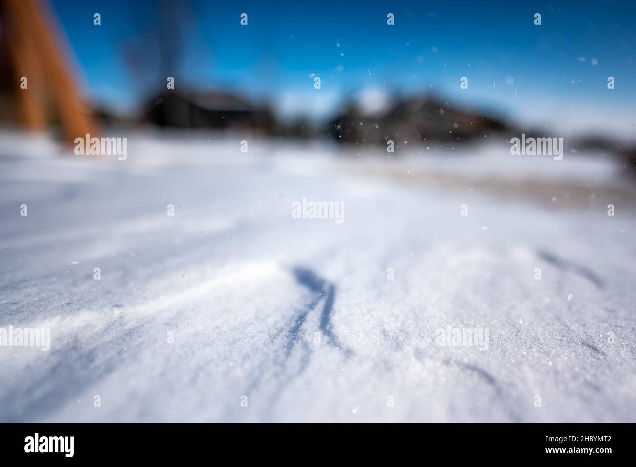 Windswept backyard with blades of dead lawn grass poking through snow ...