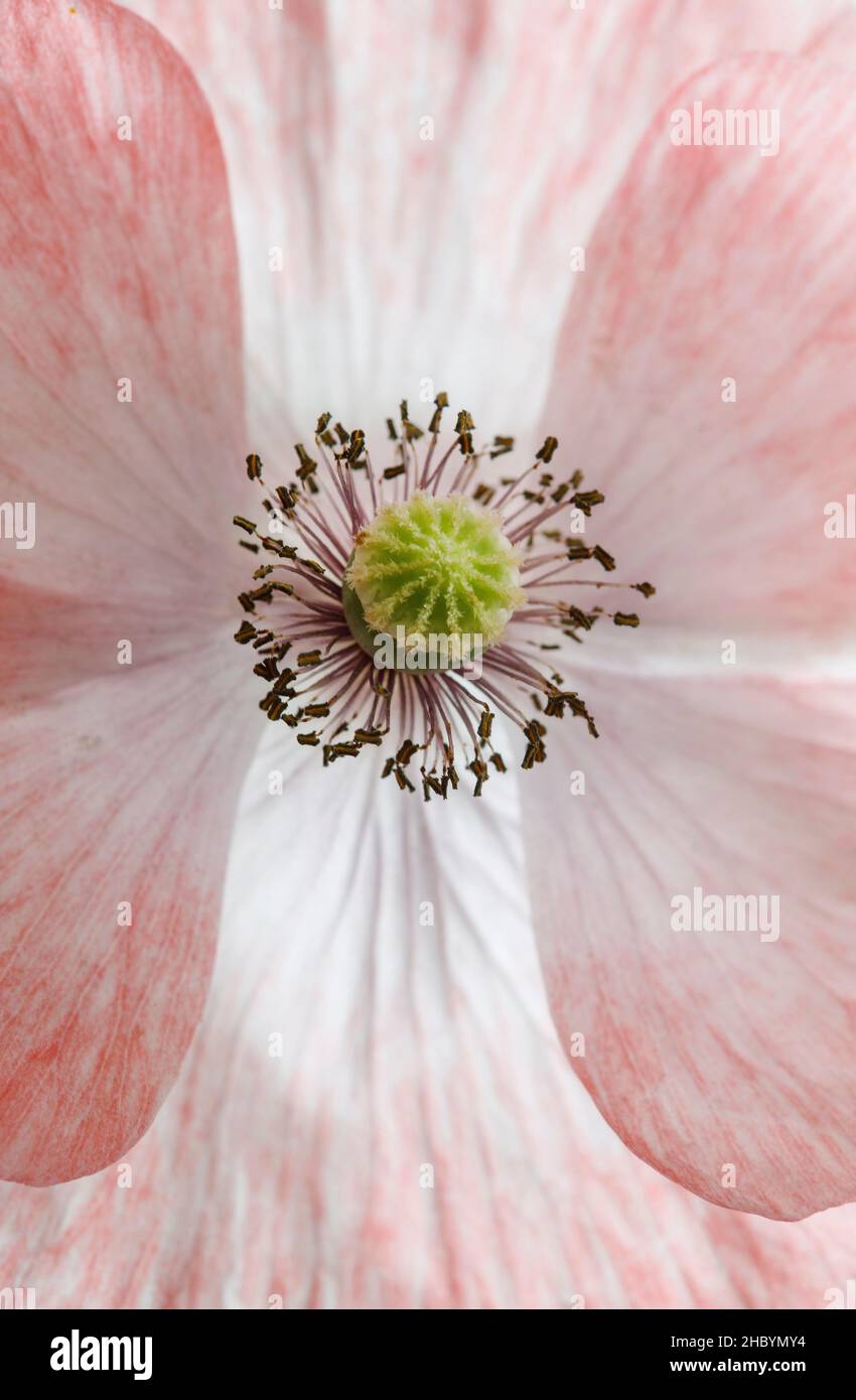 Macro wall art hi-res stock photography and images - Alamy