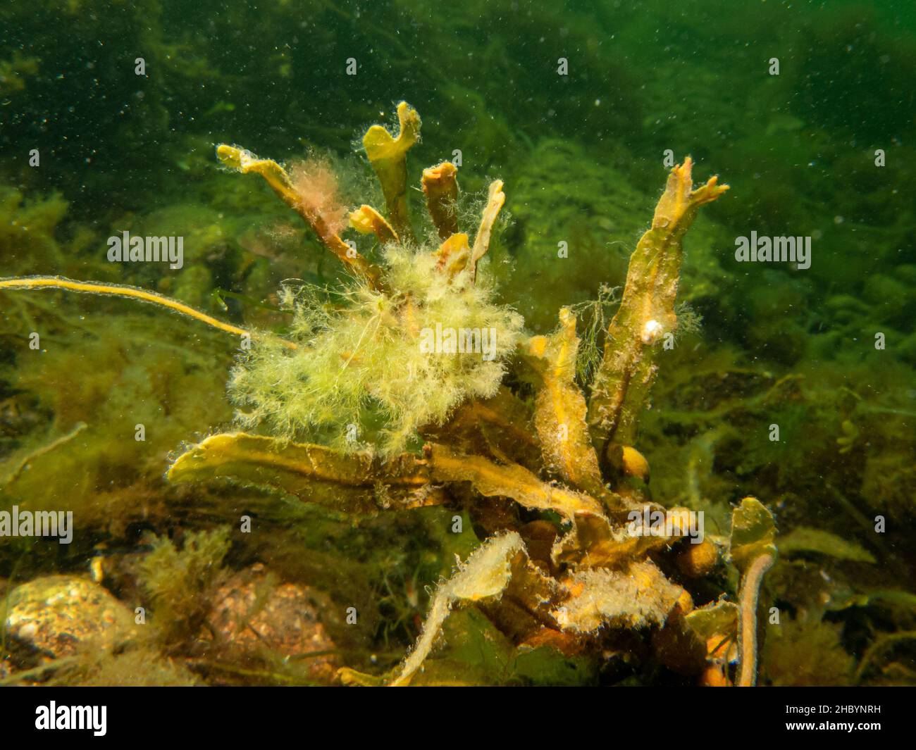 Rock is covered with names hi-res stock photography and images - Alamy