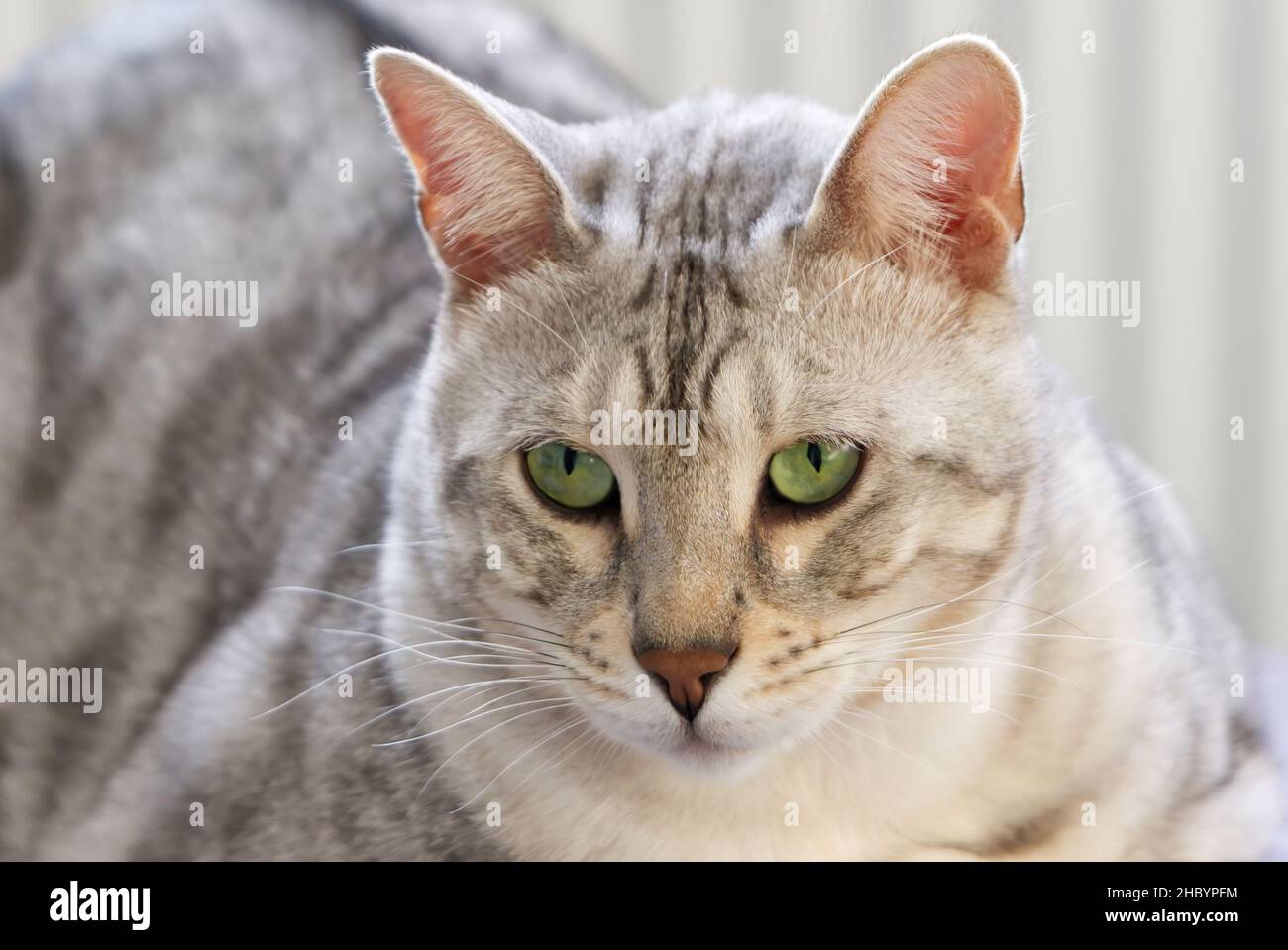 beautiful cat is lying on the couch and rests. Nice Silver spotted ...